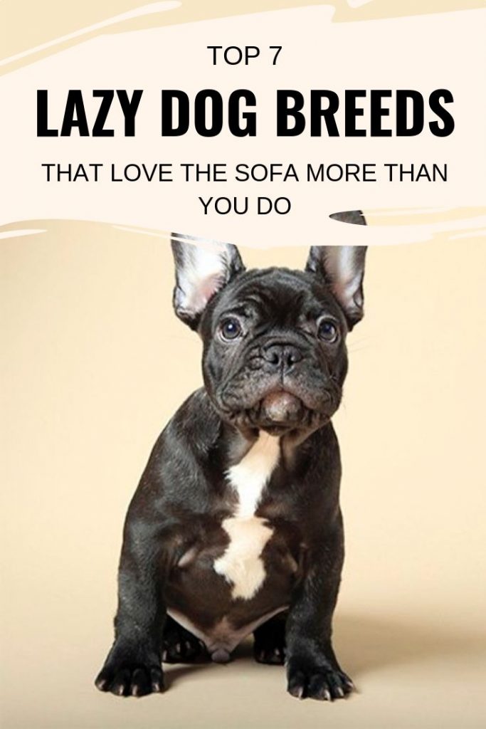 Top 10 Lazy Dog Breeds That Love The Sofa More Than You Do