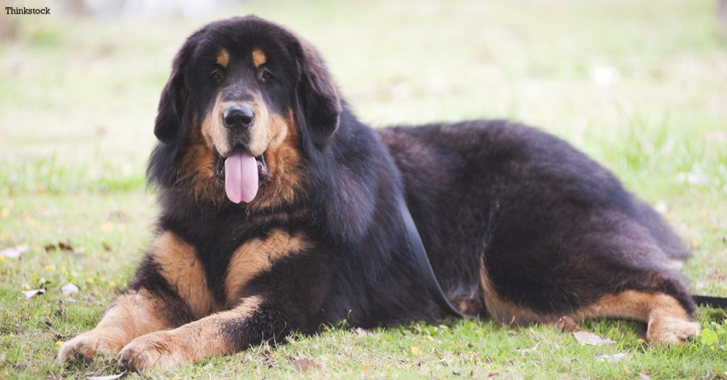 Top 9 Little Known Chinese Dog Breeds You Will Love