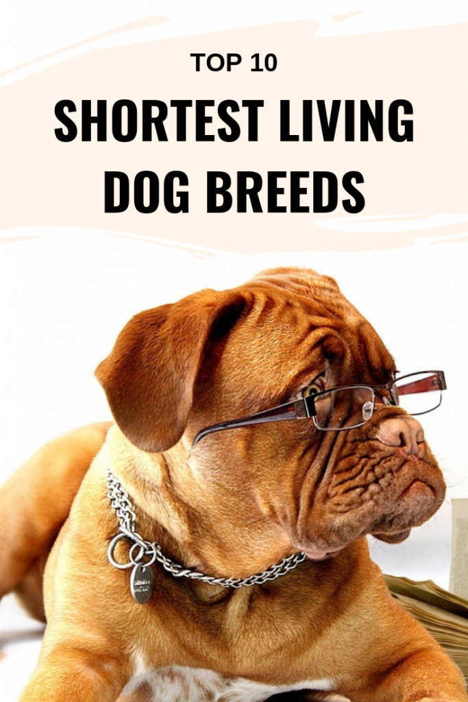 Top 10 Shortest Living Dog Breeds