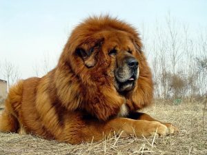 Tibetan Dog Breeds - What Are The Dogs Linked To Tibetan Buddhists?