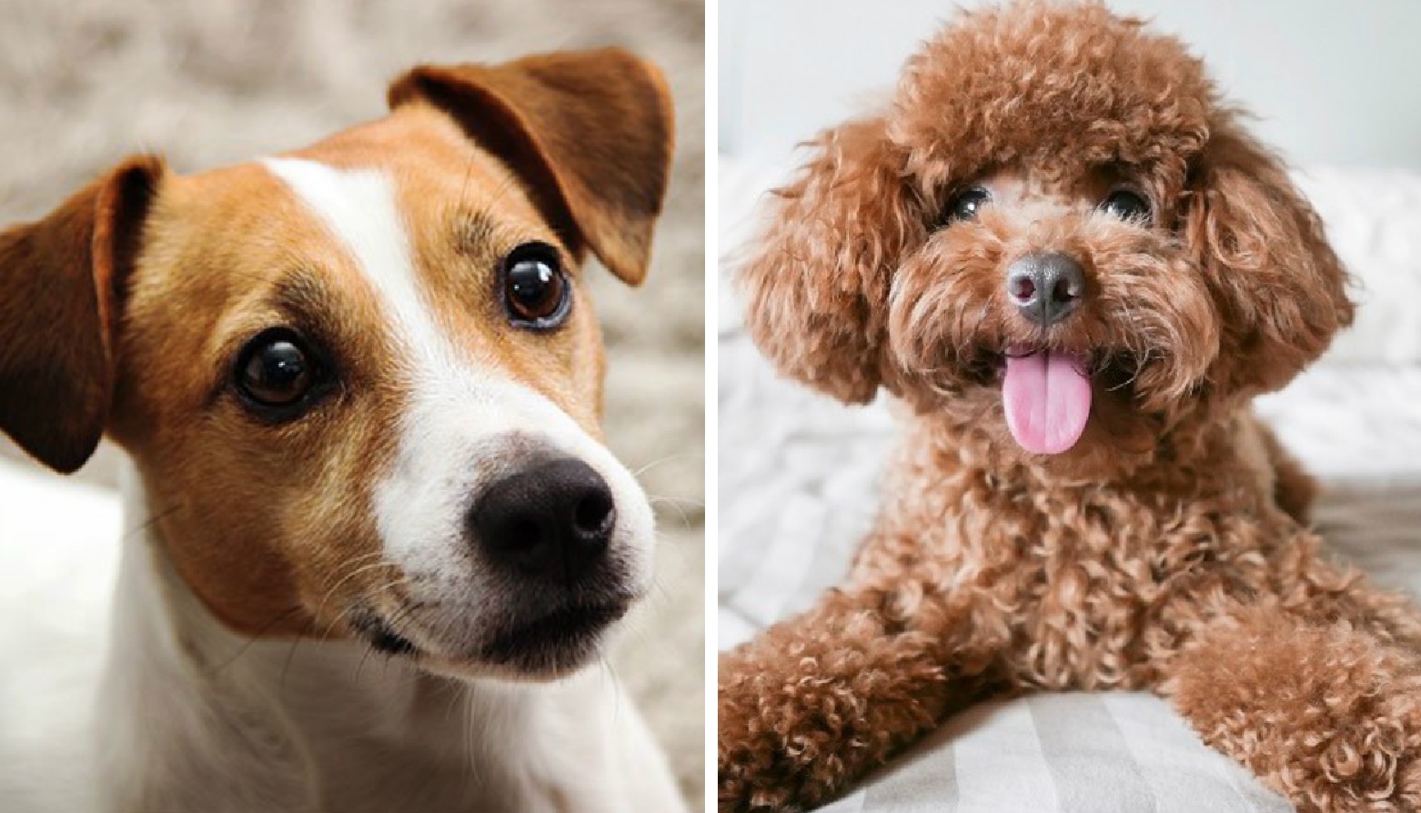 Top 10 Longest Living Dog Breeds - Which Dogs Live The Longest?