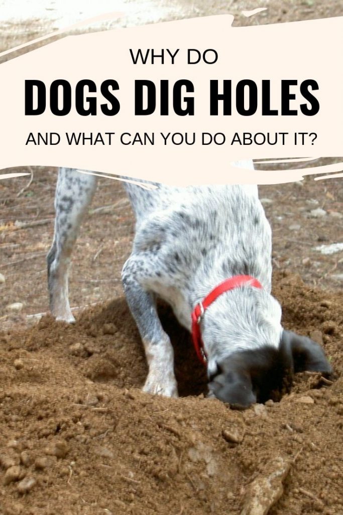 Why Do Dogs Dig Holes? And What Can You Do About It?