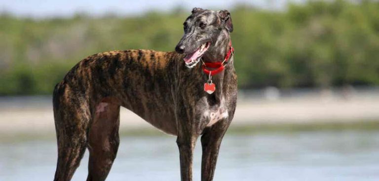 Top 10 Hound Dog Breeds That Are Great As Family Pets