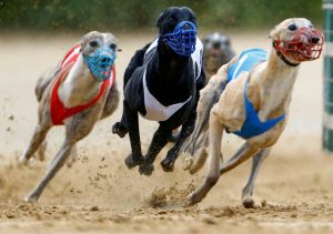 Top 10 Fastest Dog Breeds That Can Run With Usain Bolt