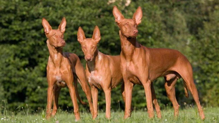 Top 10 Hound Dog Breeds That Are Great As Family Pets