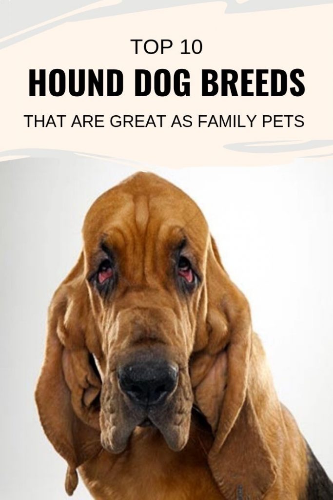 Top 10 Hound Dog Breeds That Are Great As Family Pets