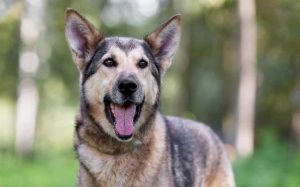 What Are Some Of The Common Mixed Breed Dogs?