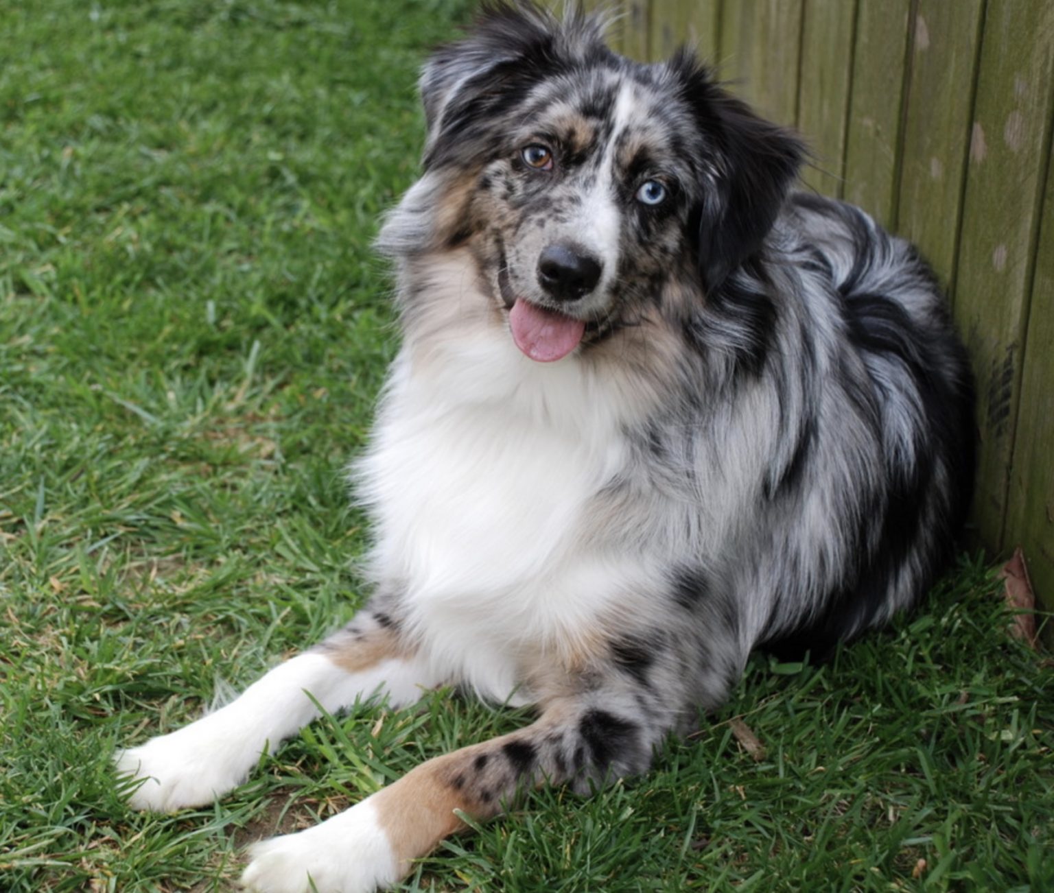 Are Mini Aussies Easy To Train