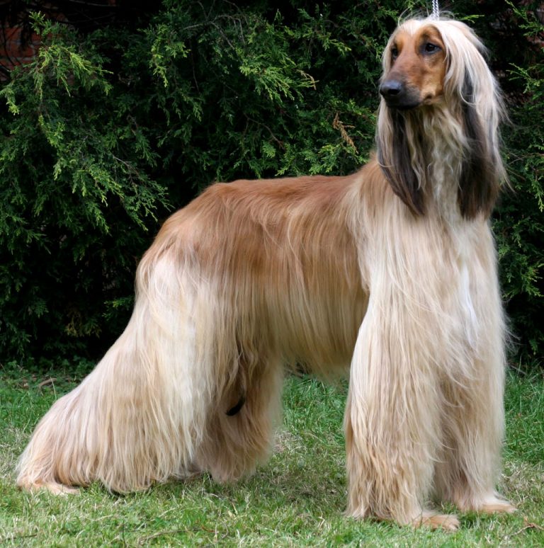 Most Popular Sighthound Breeds - Hunting Dogs Turned Family Dogs