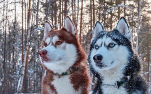 13 Things You Need To Know Before Getting A Husky