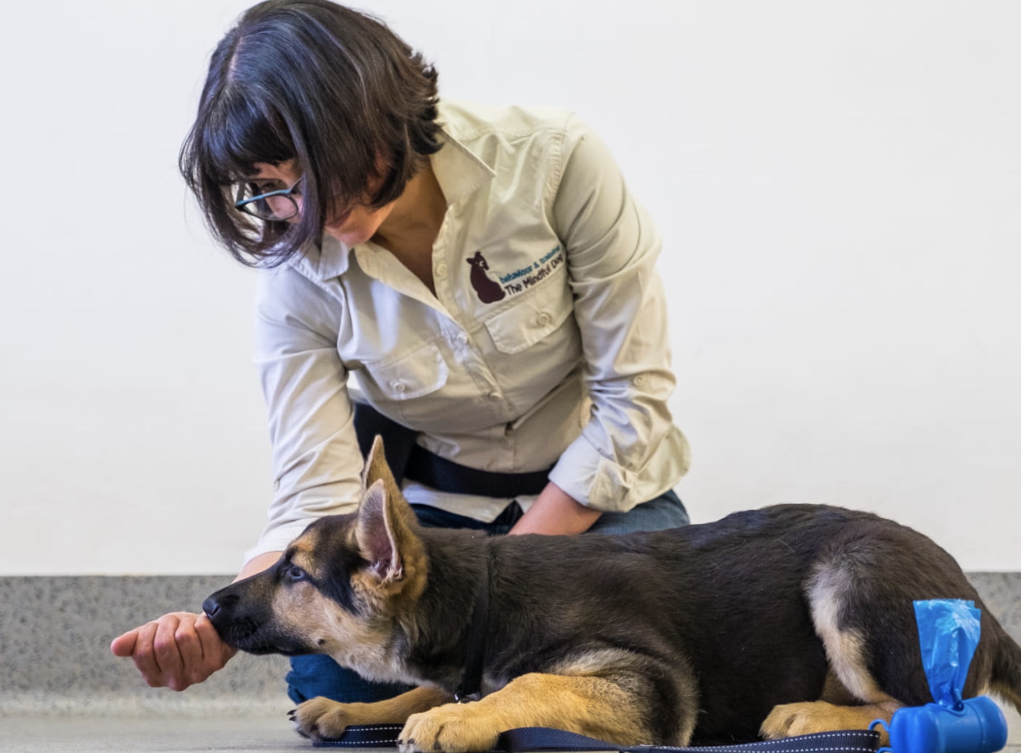 Do You Hand Feed Your Dog – How To Do It And Why Should You Start Today