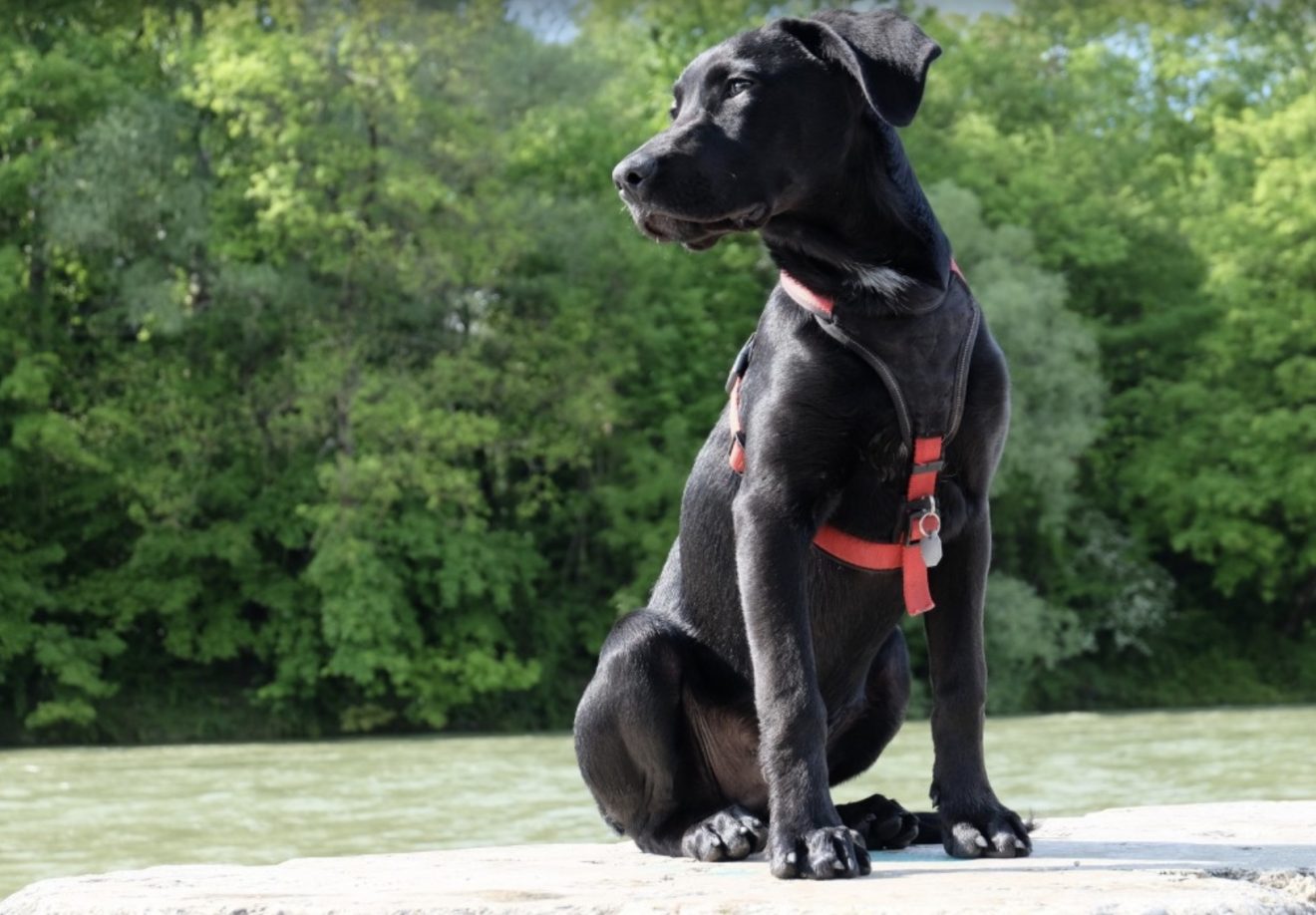 How To Make Sure Your Dog SITS? Improve Your Dog Sit Position