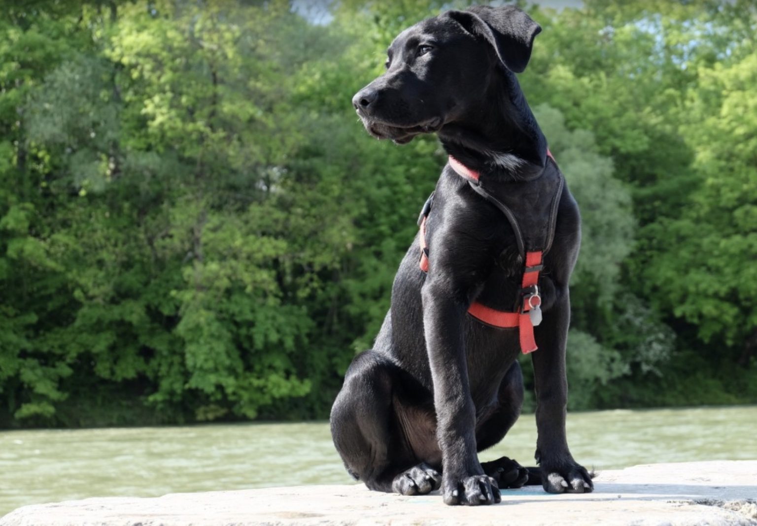 How To Make Sure Your Dog SITS? Improve Your Dog Sit Position