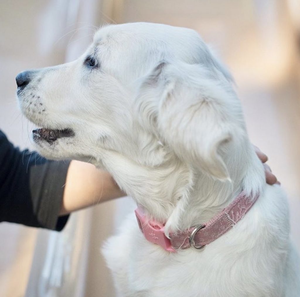 What Is Dog Psychology? Understand How Dogs Learn And Train Your Puppy