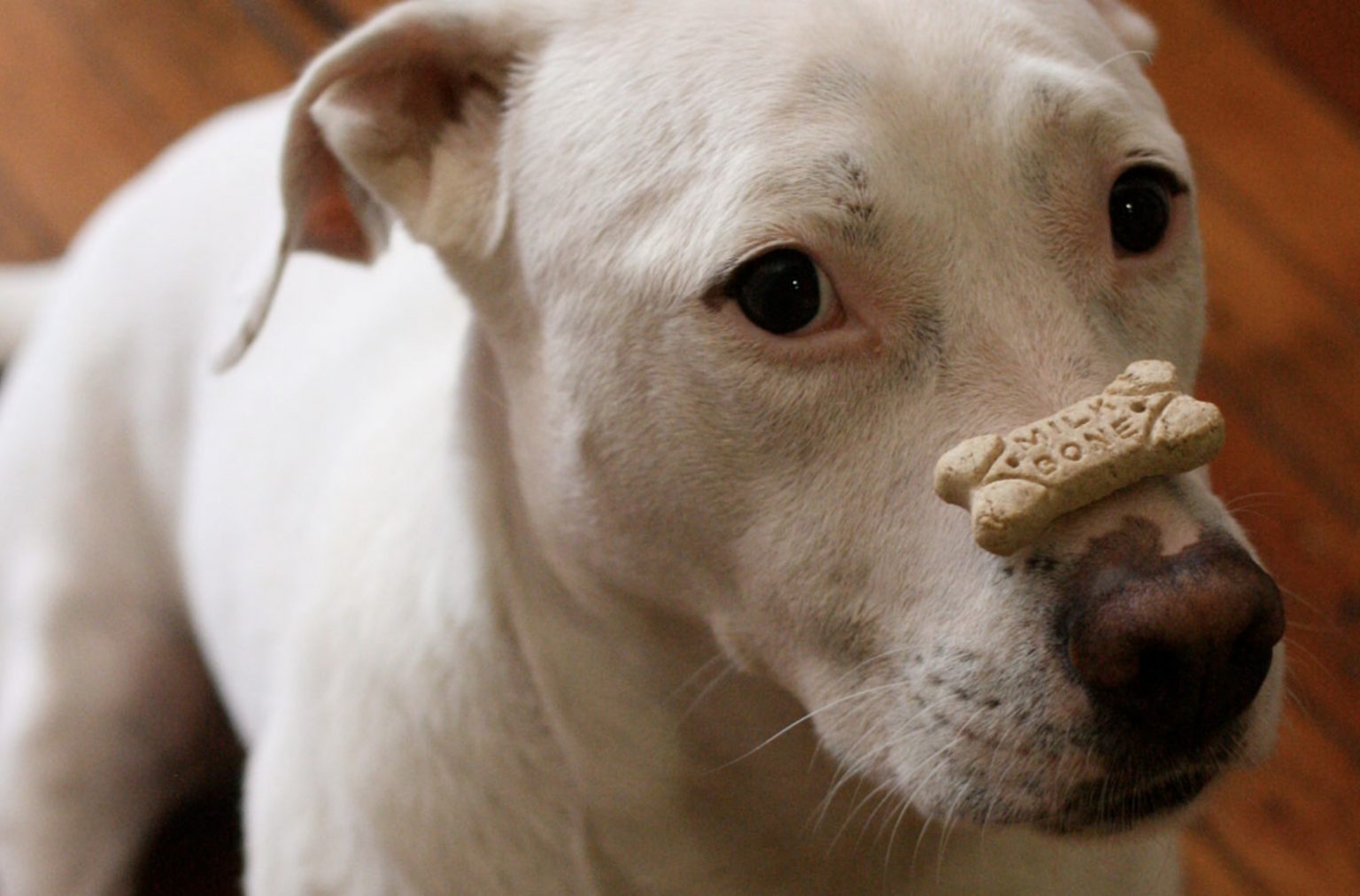 Difference Between Luring And Bribing Your Dog