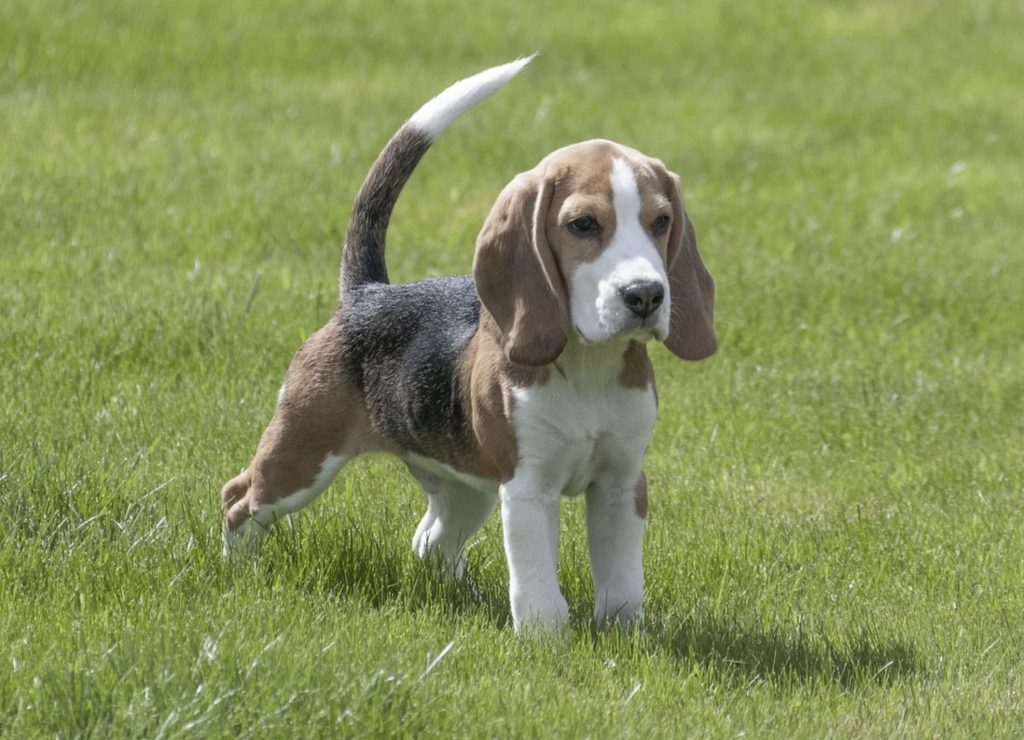 9 Things You Didn't Know About Beagles