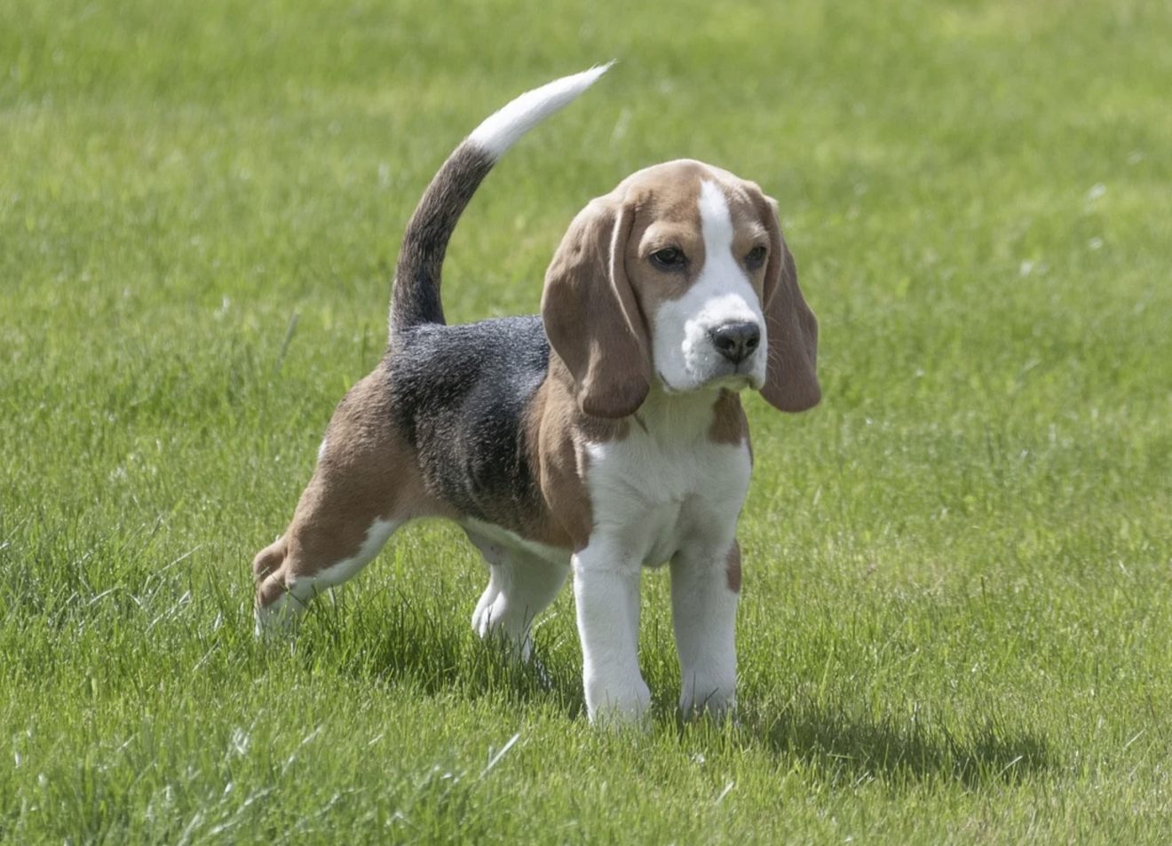 9 Things You Didn't Know About Beagles