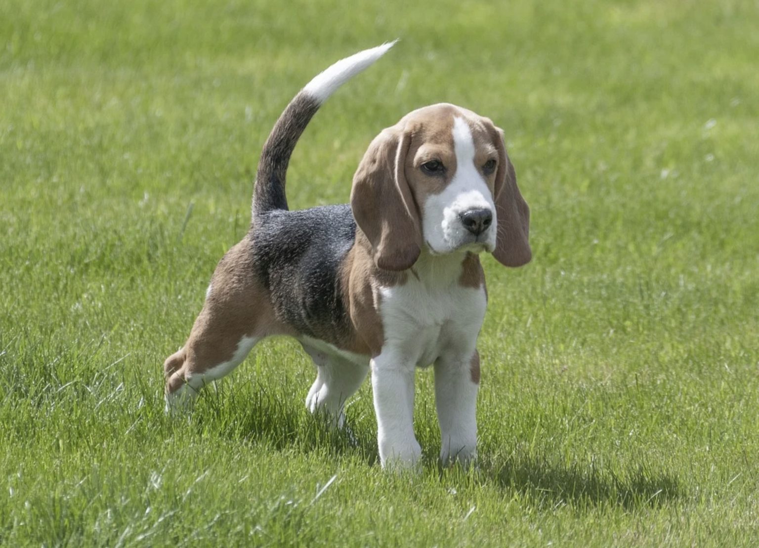 9 Things You Didn't Know About Beagles