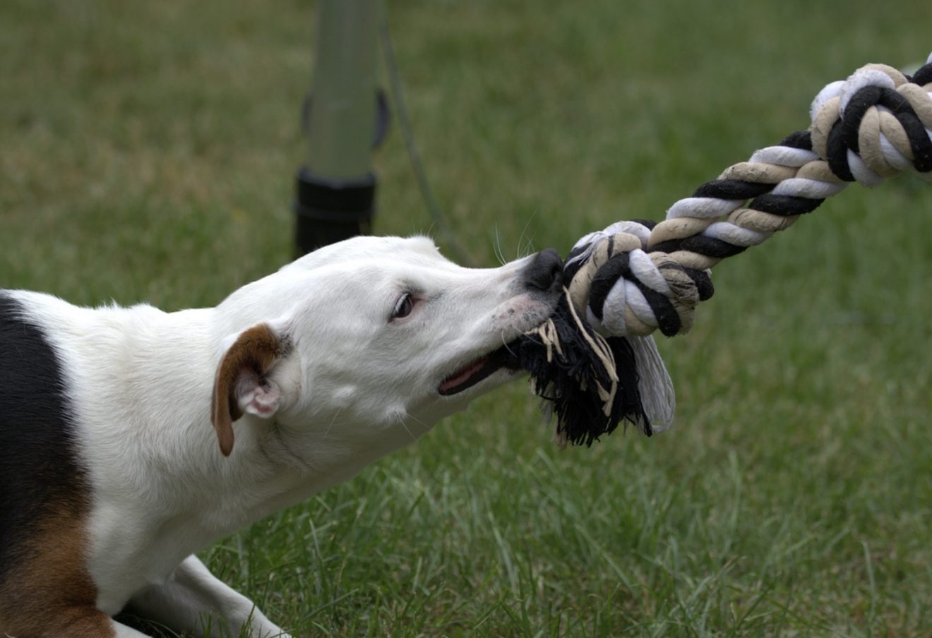 Why Do Dogs Bite? How To Prevent Dog Bites?