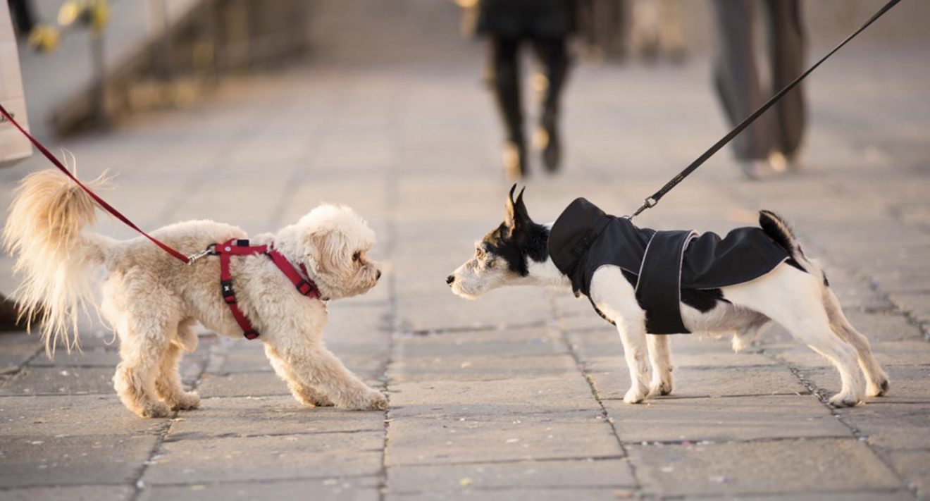 Learn The Stimulus Blocking Technique – Solve Dog - Dog Reactivity On Walks