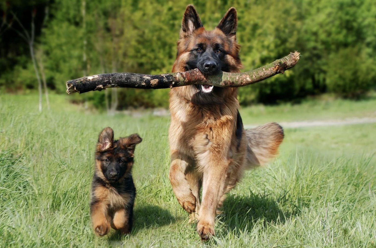 How To Play Nose Games For Dogs? Top 3 Games To Engage Your Puppy In ...