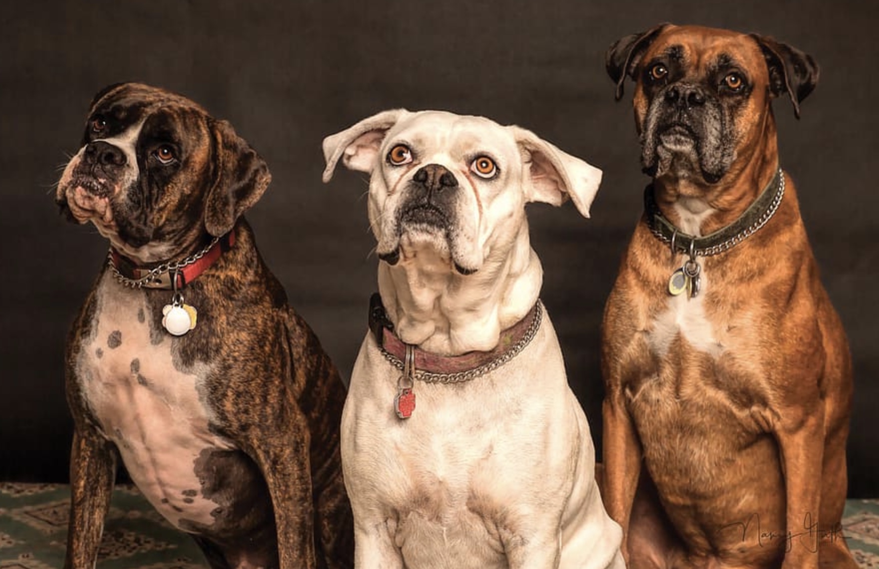 How To Establish Good Dog Manners In Your Pet?