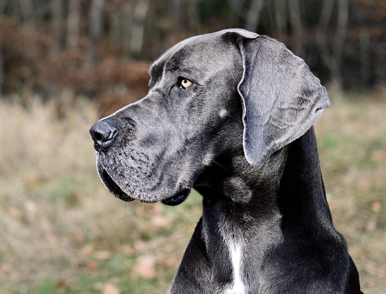 11 Things You Didn't Know About Great Dane