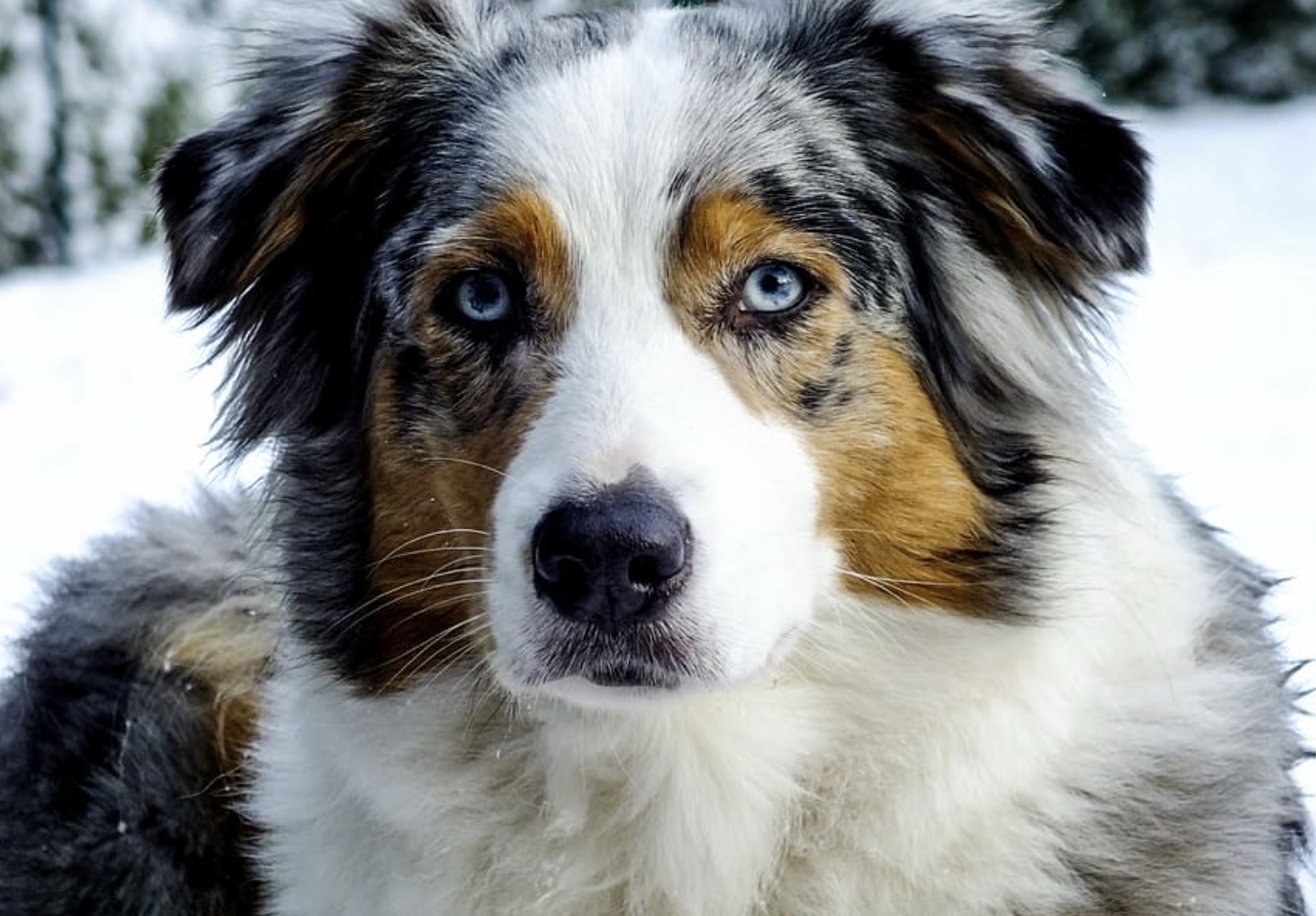 12 Things You Need To Know Before Getting An Australian Shepherd