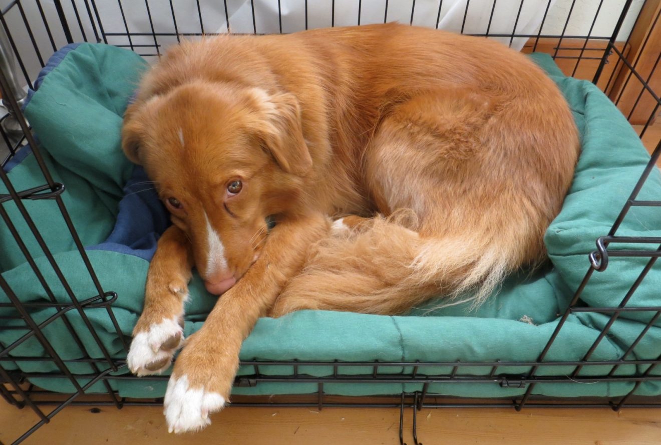 Everything You Need To Know About Crate Training