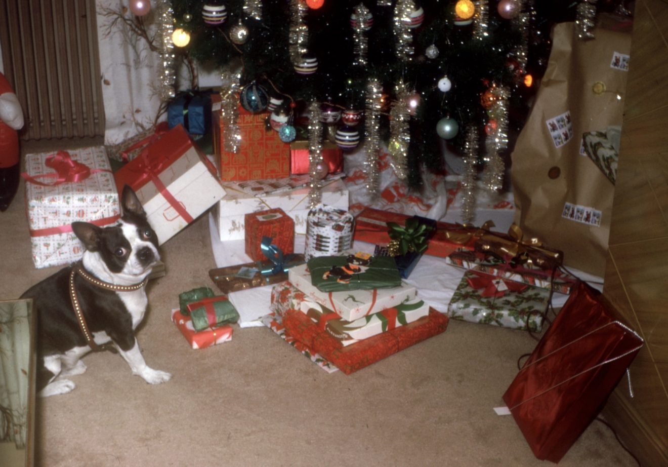 Best Christmas Games For Dogs - Celebrate The Holiday With Your Puppy