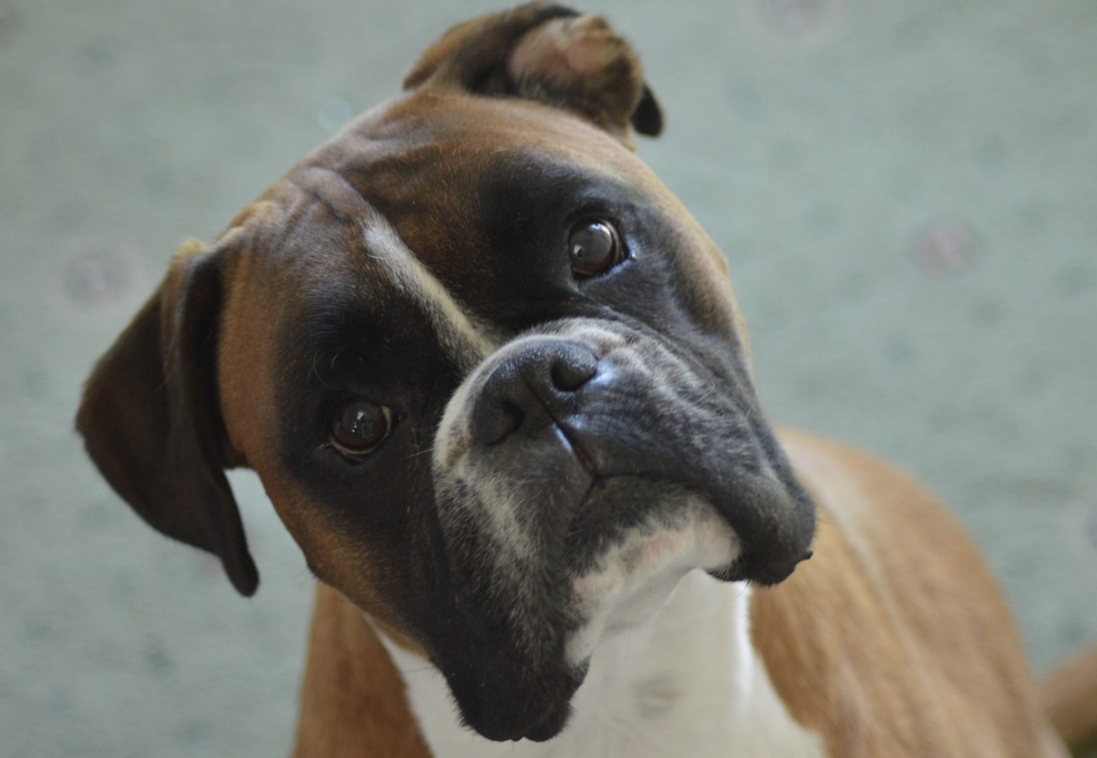 10 Things You Didn't Know About Boxer - Unique Boxer Facts