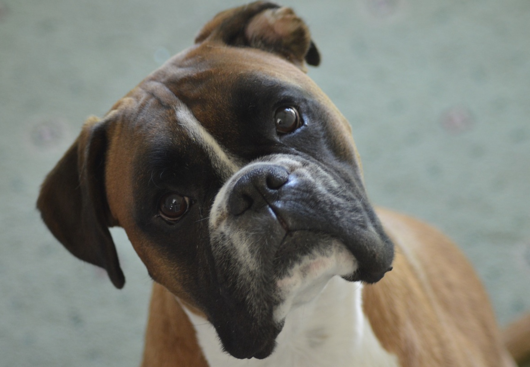 10 Things You Didn't Know About Boxer - Unique Boxer Facts