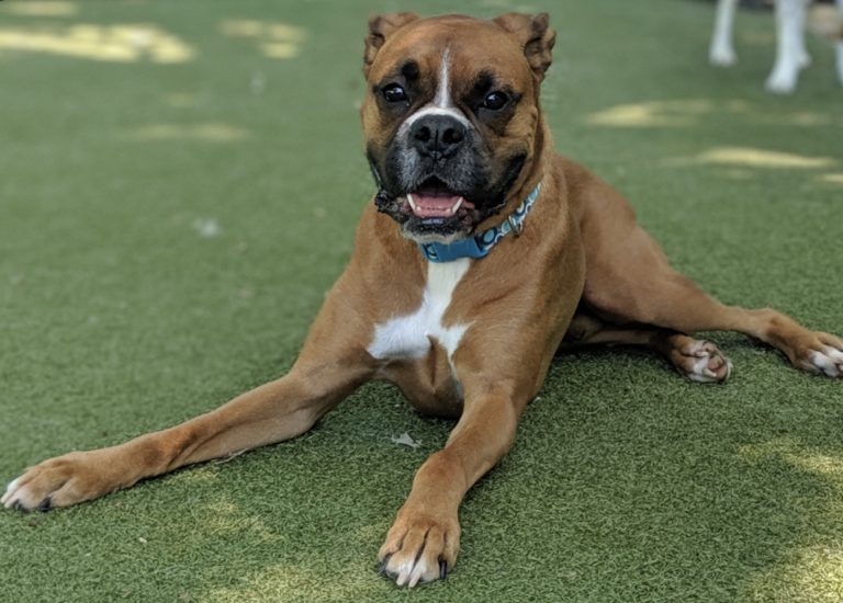 10 Things You Didn't Know About Boxer - Unique Boxer Facts