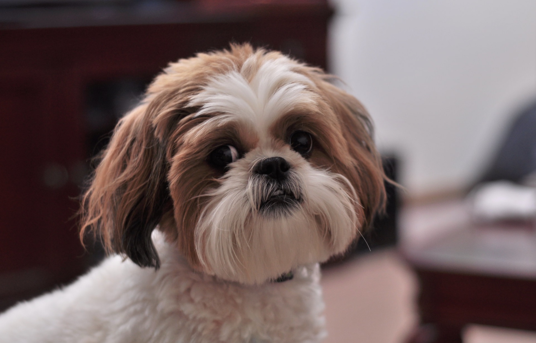10 Things You Need To Know Before Getting A Shih Tzu