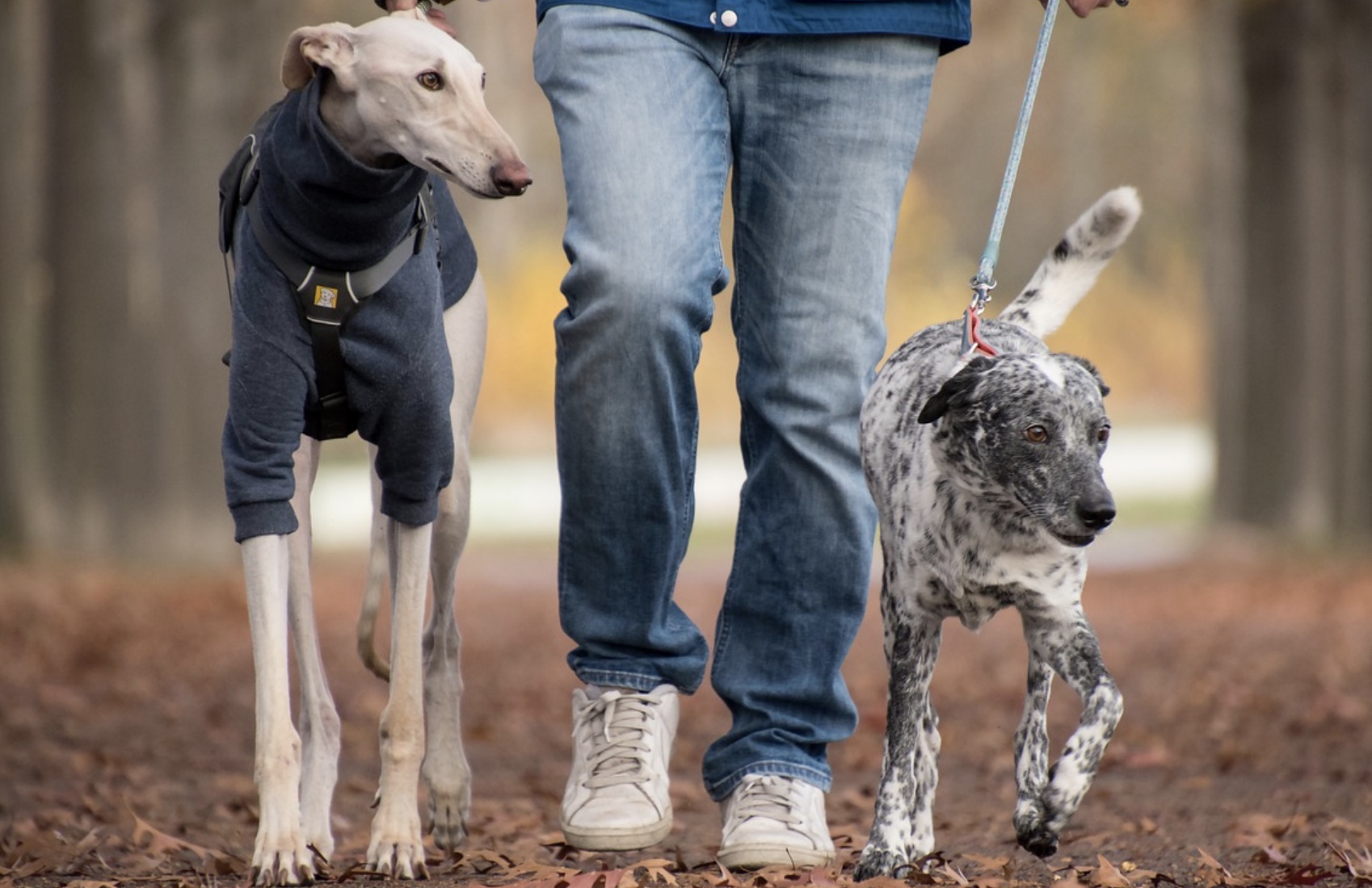 Teach Your Dog To Slow Down And Speed Up
