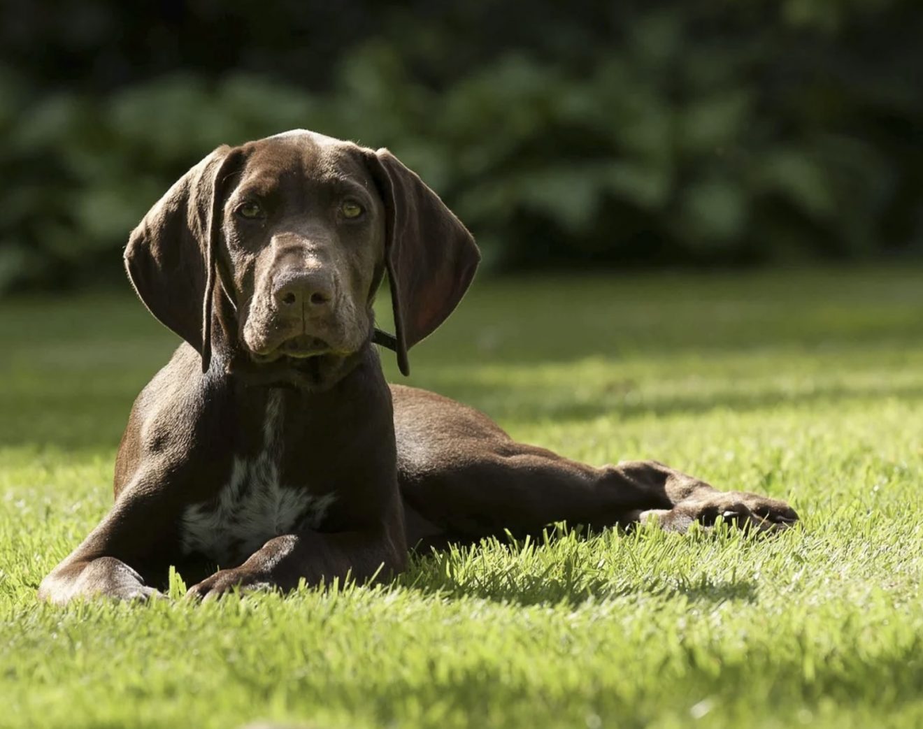 10 Things You Need To Know Before Getting A German Shorthaired Pointer