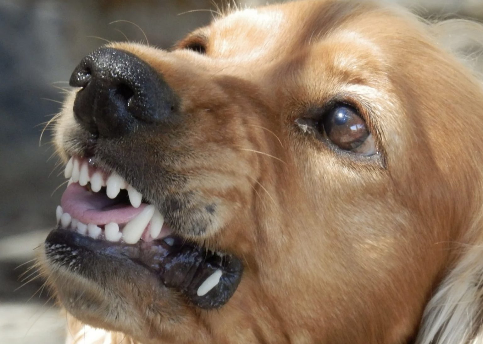 How To Recognize The Difference Between Puppy Aggression And Play ...