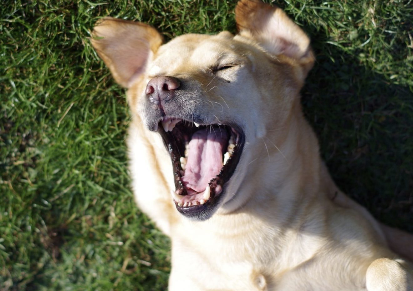 How To Play Hide And Seek With Your Puppy?