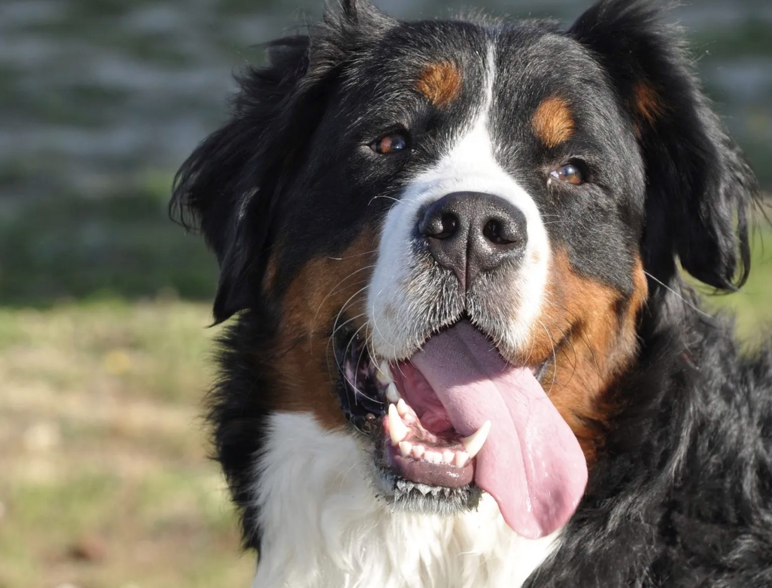 11 Things To Know Before Getting A Bernese Mountain Dog