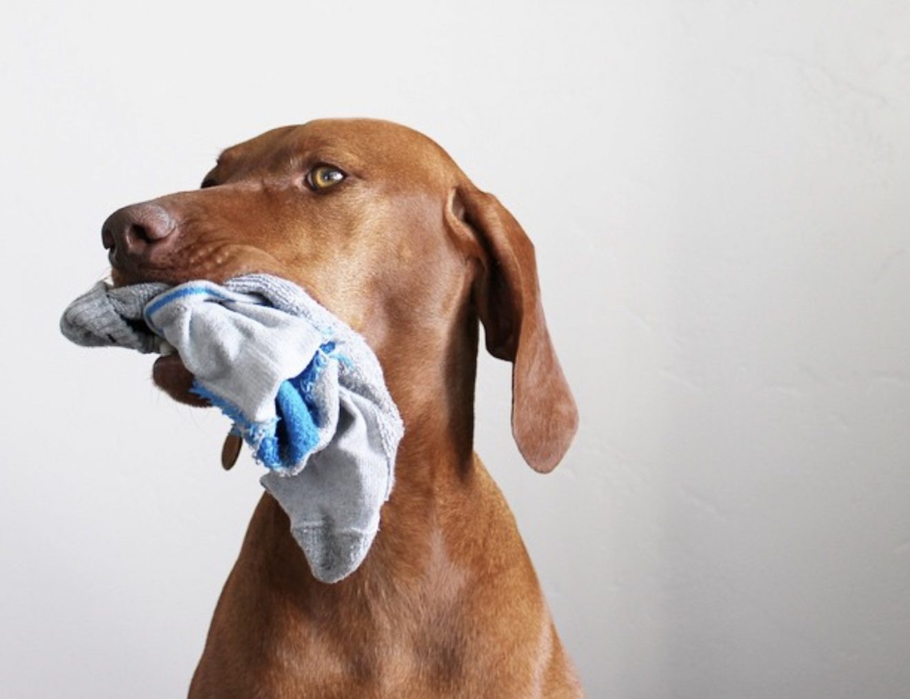Trade-Up Game – How To Prevent Dogs From Stealing Socks