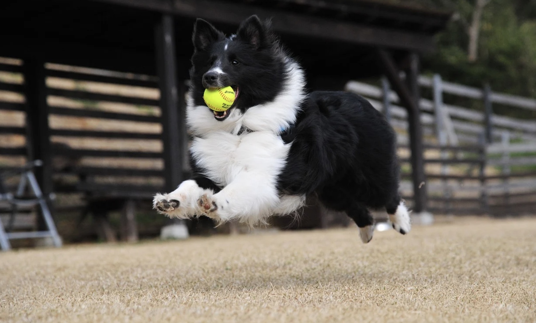 Running Games For High Energy Dogs