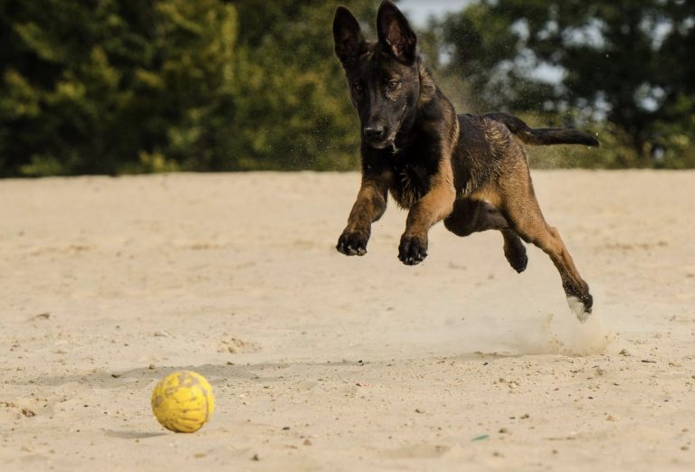 How To Improve Your Dog s Impulse Control 