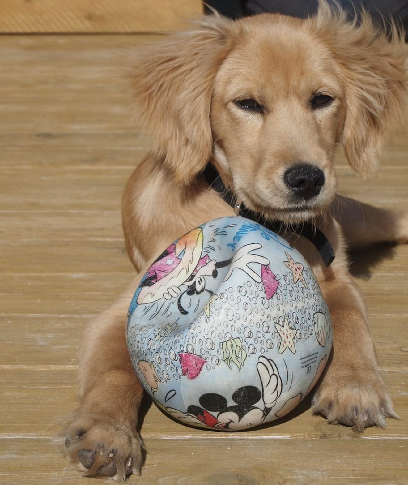 How To Increase Your Dog’s Will To Play?