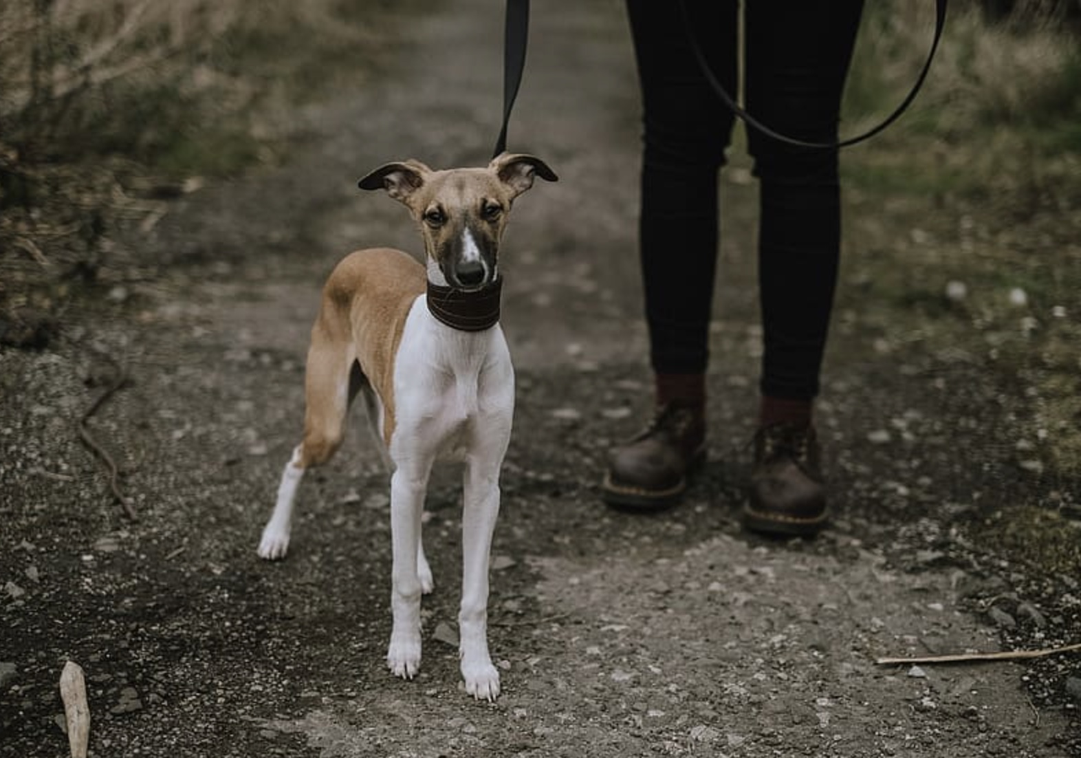 How To Learn Safe Loose Leash Walking
