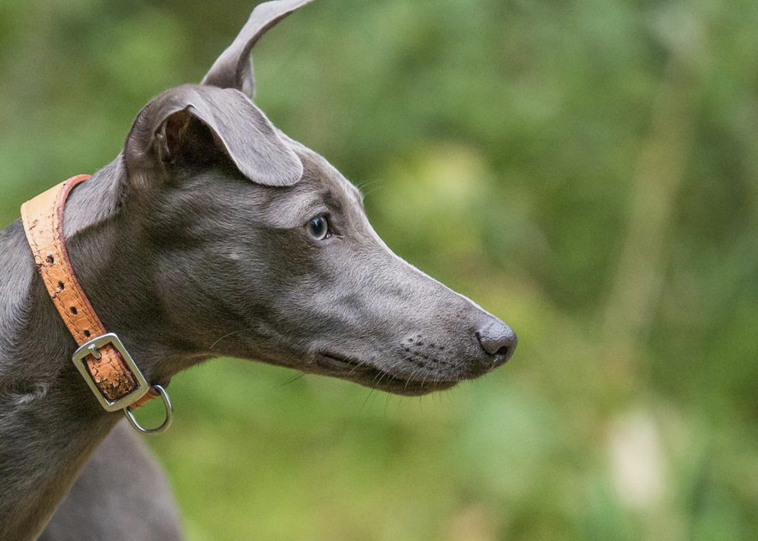 How To Train A Dog With Strong Prey Drive