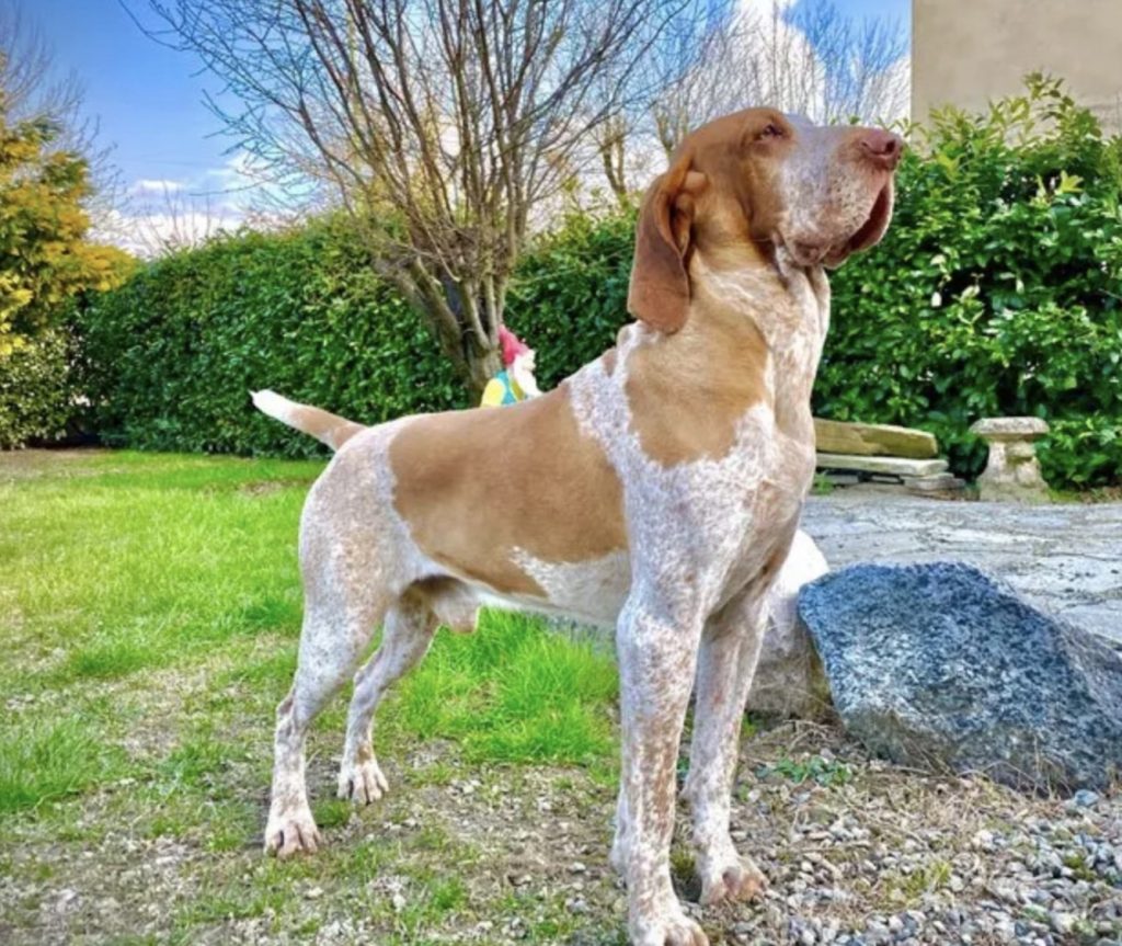 Types Of Pointer Dogs - What Are The Most Famous Bird Dogs?
