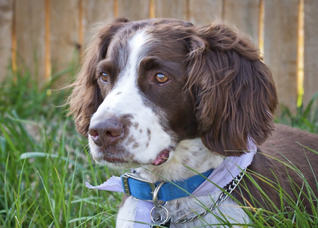 Most Popular English Dog Breeds - How Many Do You Know?