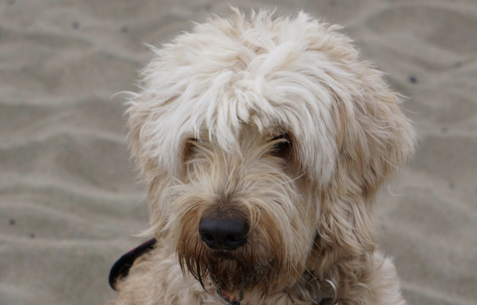 Dutch Dog Breeds - Get To Know The Shepherd And Spaniel From The ...