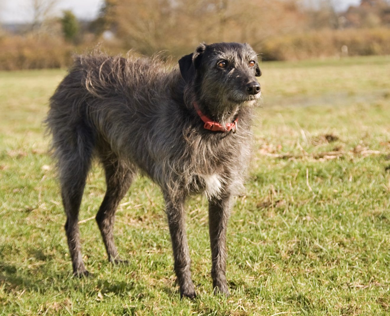 Most Popular Sighthound Breeds - Hunting Dogs Turned Family Dogs