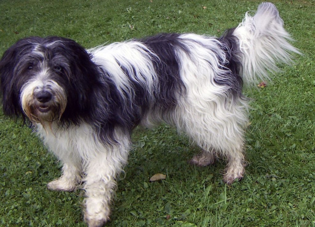 Dutch Dog Breeds - Get To Know The Shepherd And Spaniel From The ...